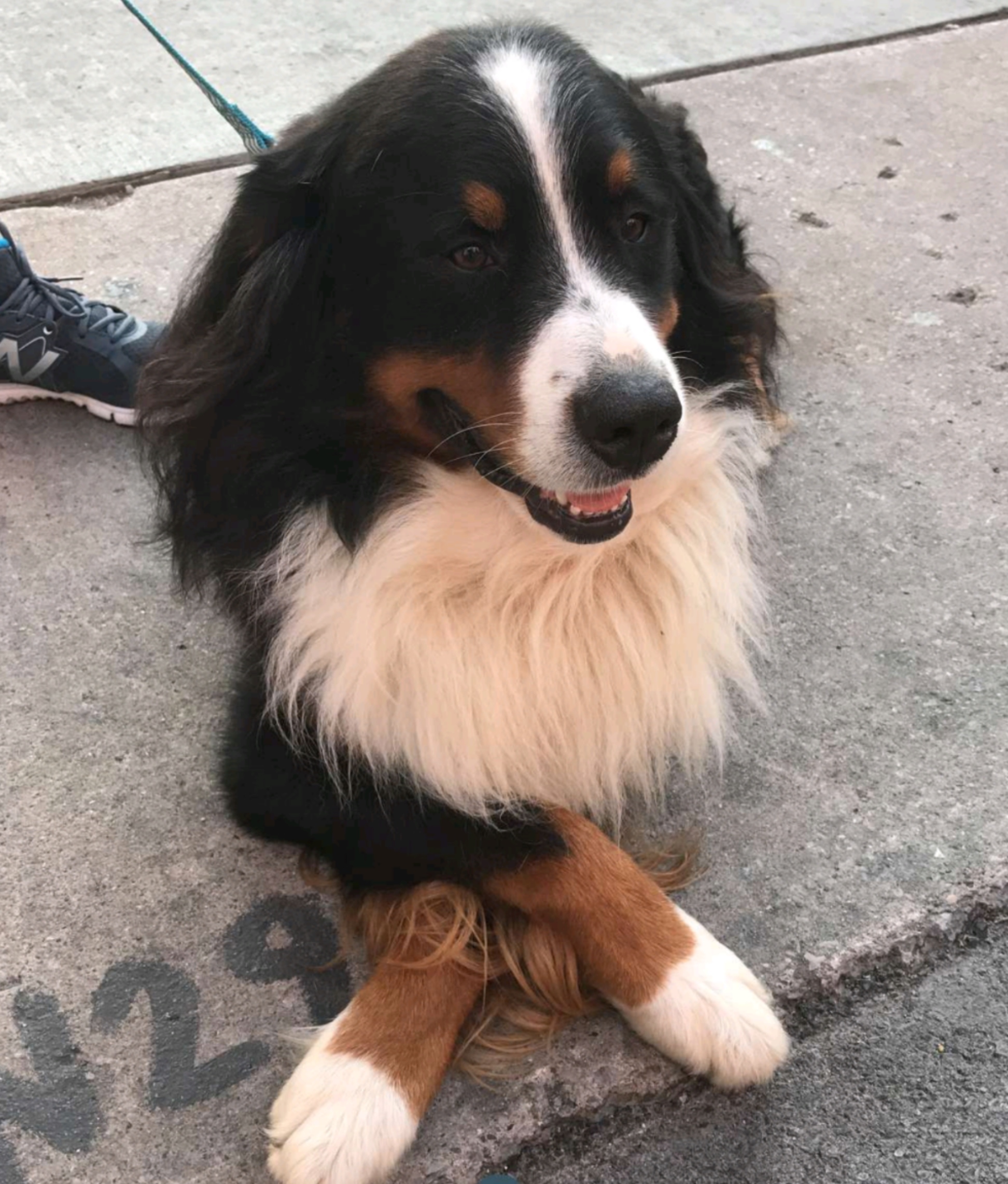 Breeding | Patty L Pampered Pet's